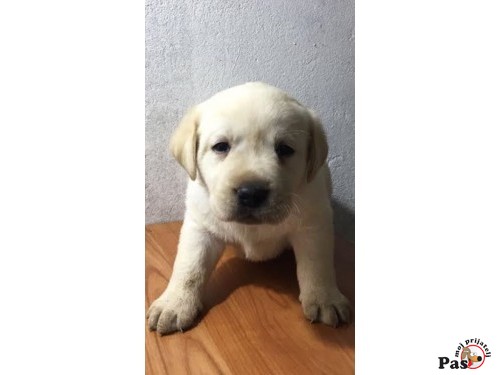 LABRADOR RETRIVER