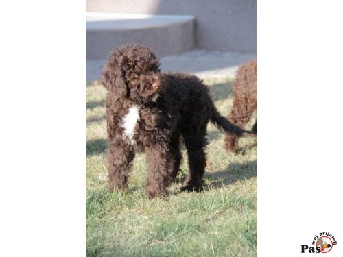 LAGOTTO ROMAGNOLO