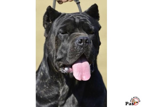 Cane Corso