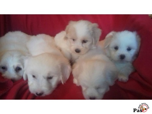 Coton de tulear - Tulearski pas