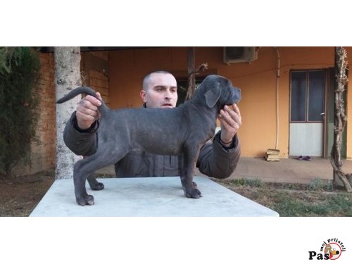 CANE CORSO