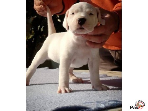 Dogo argentino