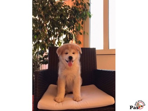 AKITA INU