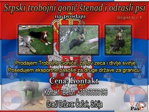 Srpski trobojni gonič