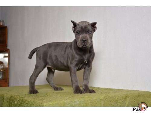 Cane Corso