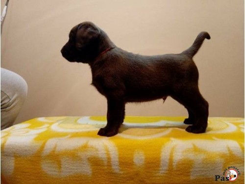 Labrador retriver