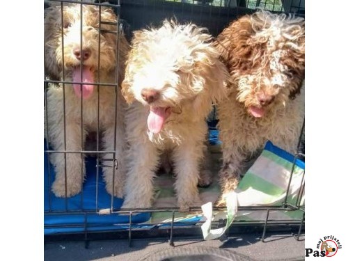 Lagotto romagnolo