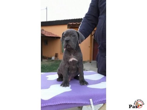 CANE CORSO