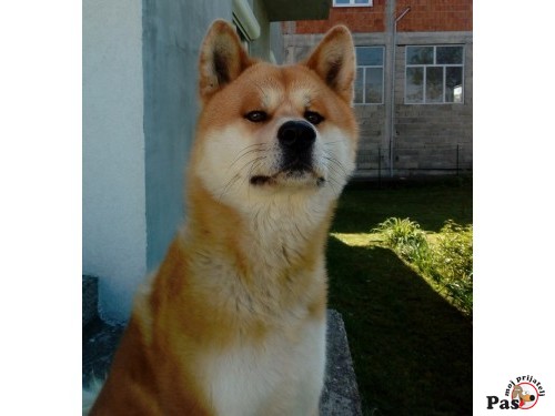 Akita Inu