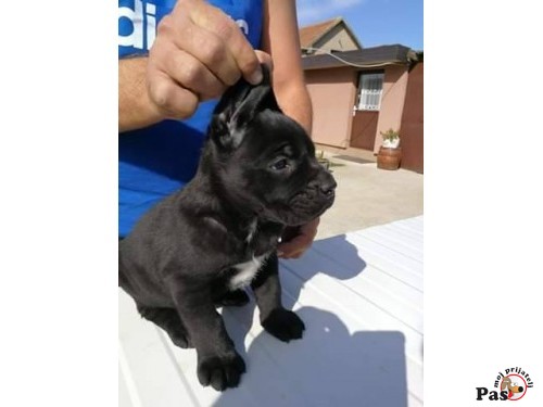 Cane Corso