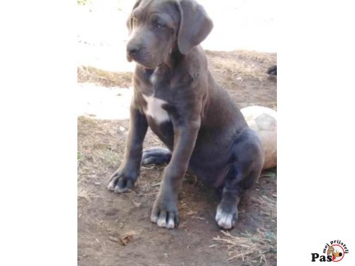 Cane Corso