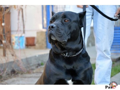 Cane Corso