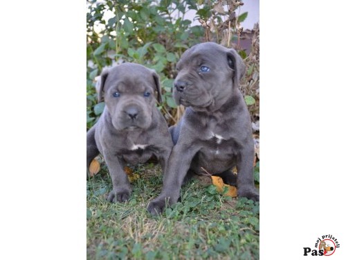 Cane Corso