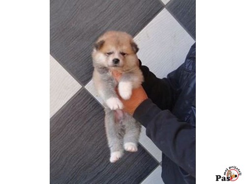 Akita Inu