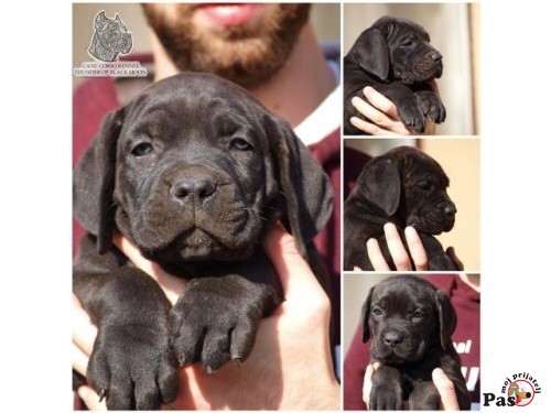 Cane Corso