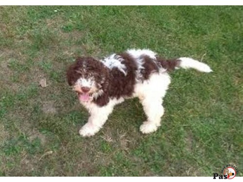 Lagotto romagnolo