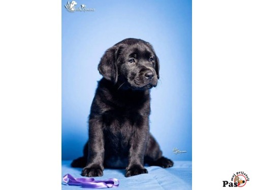 Labrador retriver