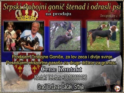 Srpski trobojni gonič