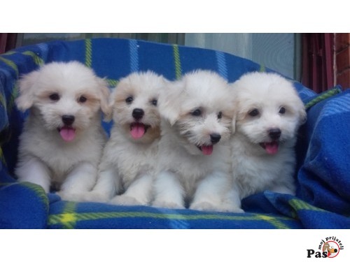 Coton de tulear - Tulearski pas