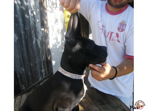 Cane Corso