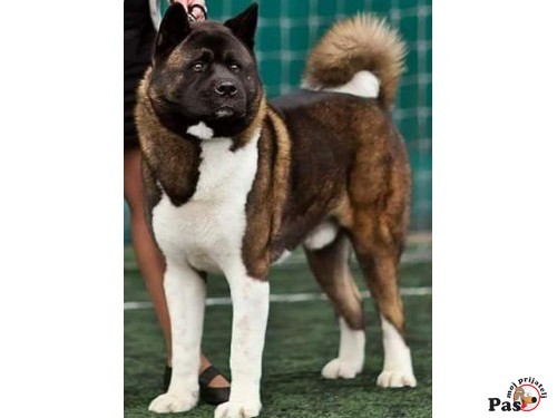 Akita Inu