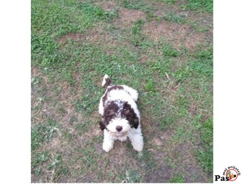 Lagotto romagnolo