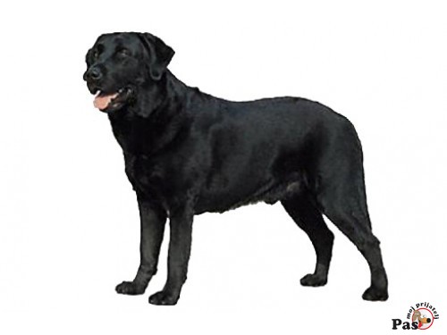 Labrador retriver