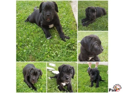 Cane Corso