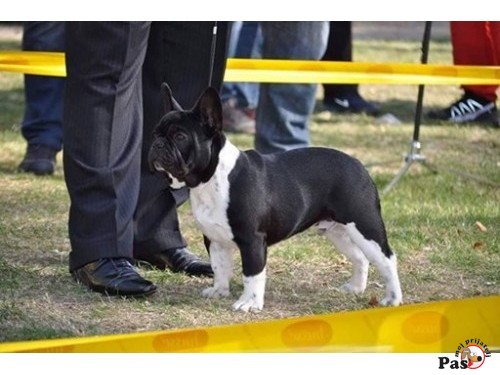 FRANCUSKI BULDOG