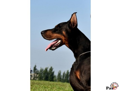 Doberman