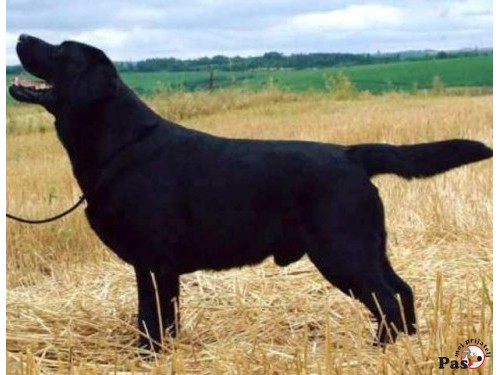 Labrador retriver