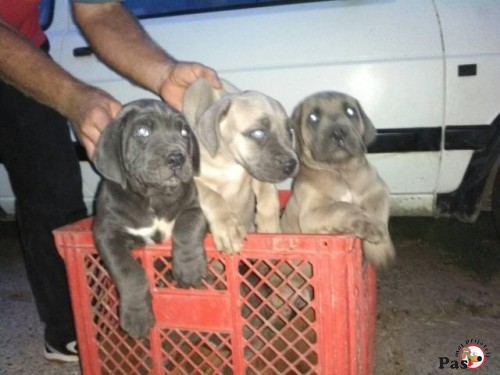 Cane Corso