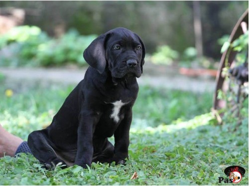 Cane Corso