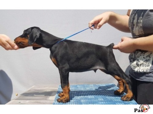 Doberman