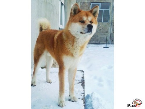 Akita Inu