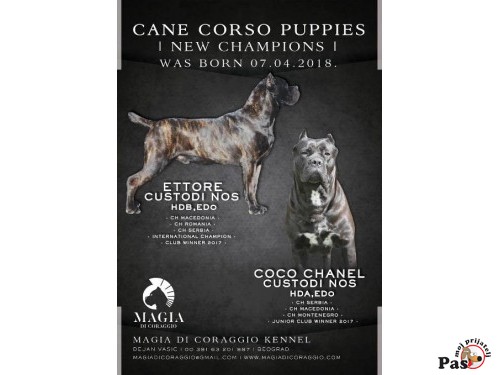 Cane Corso