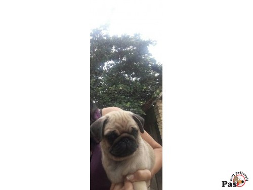 MOPS