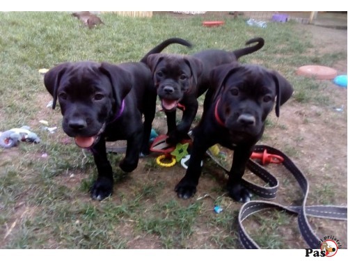 Cane Corso