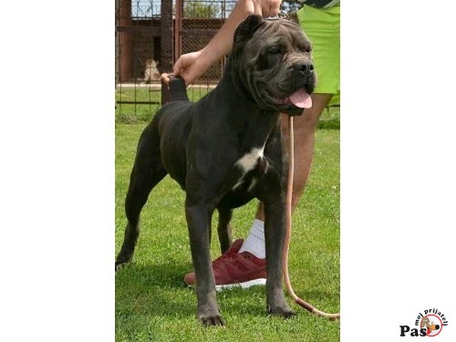 Cane Corso