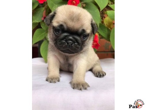 Mops