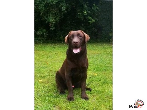 LABRADOR RETRIVER