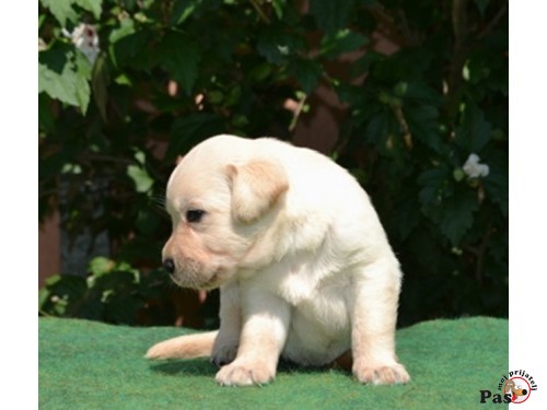 Labrador retriver