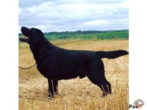 Labrador retriver