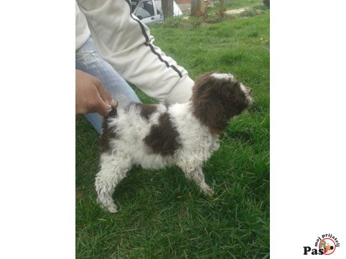 Lagotto romagnolo