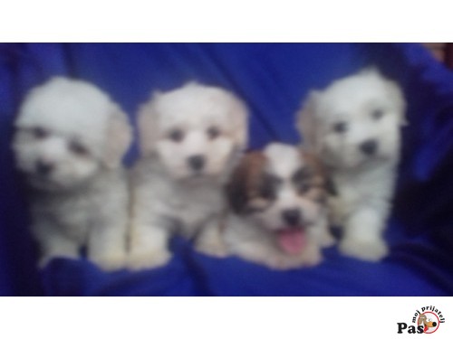 Coton de tulear - Tulearski pas