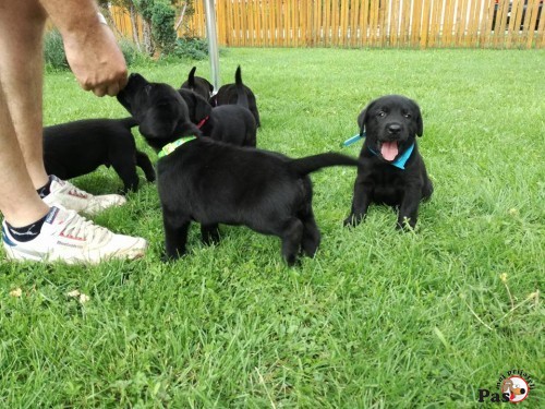 Labrador retriver