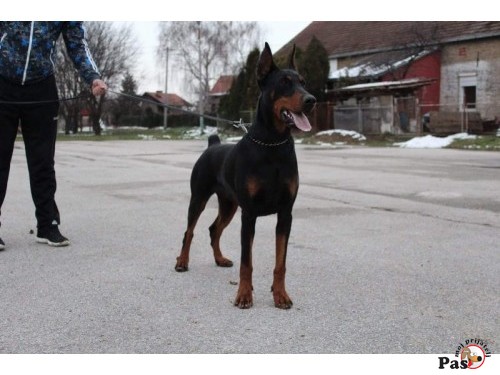 Doberman