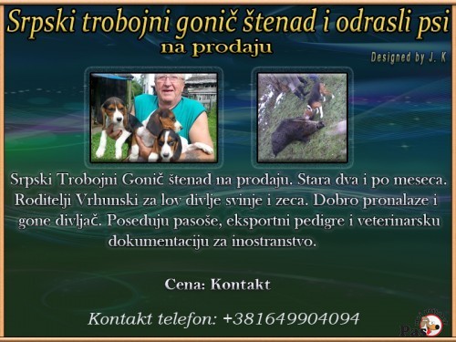 Srpski trobojni gonič