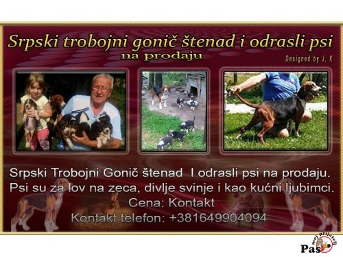 Srpski trobojni gonič