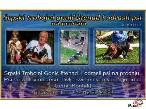 Srpski trobojni gonič